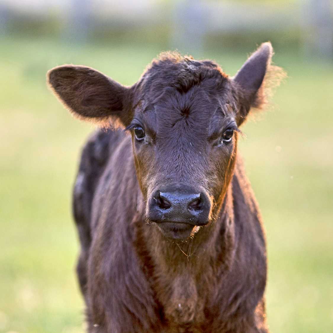 Benefits of Preconditioning Calves for Sale - Cattlemen’s Livestock Auction