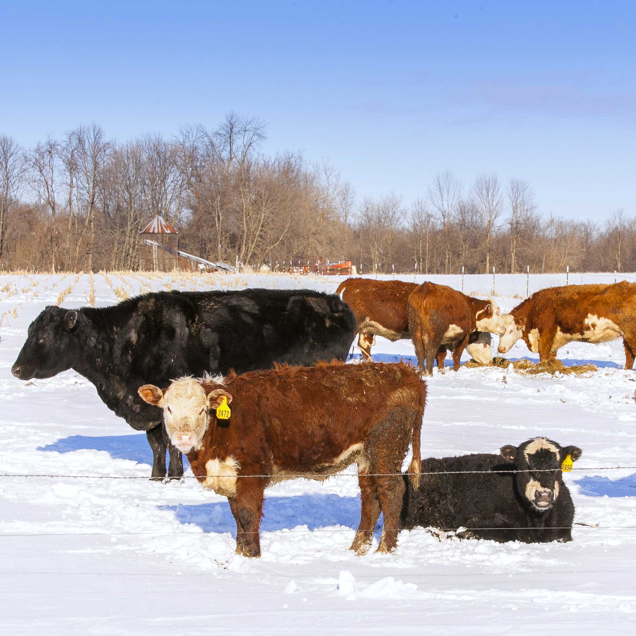 Caring for Cattle in the Winter - Cattlemen's Livestock Auction